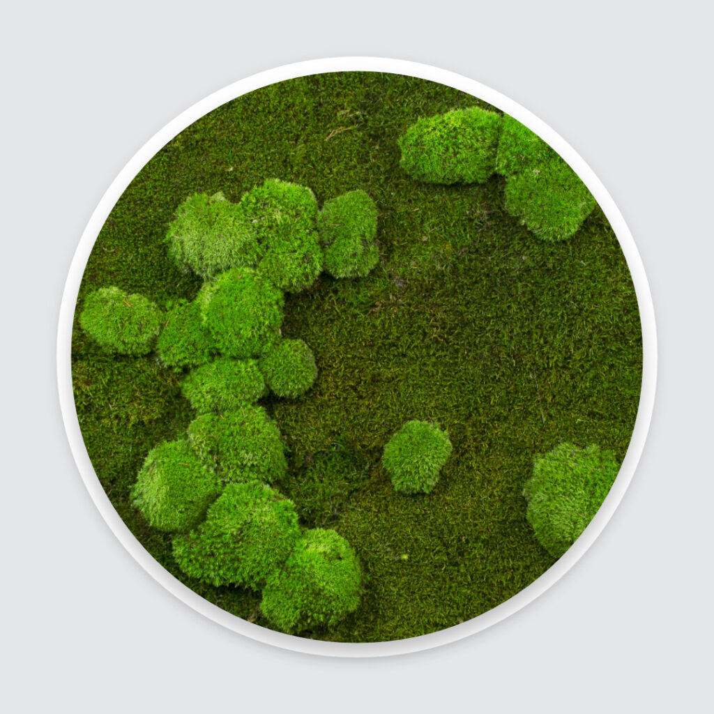 Mosstrend - Scopri tutti i prodotti in verde stabilizzato