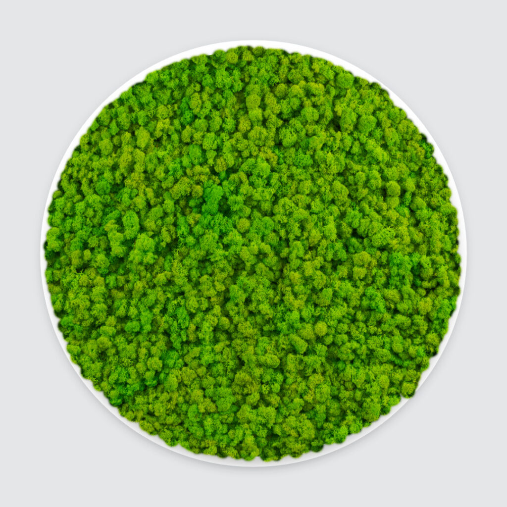 Mosstrend - Scopri tutti i prodotti in verde stabilizzato